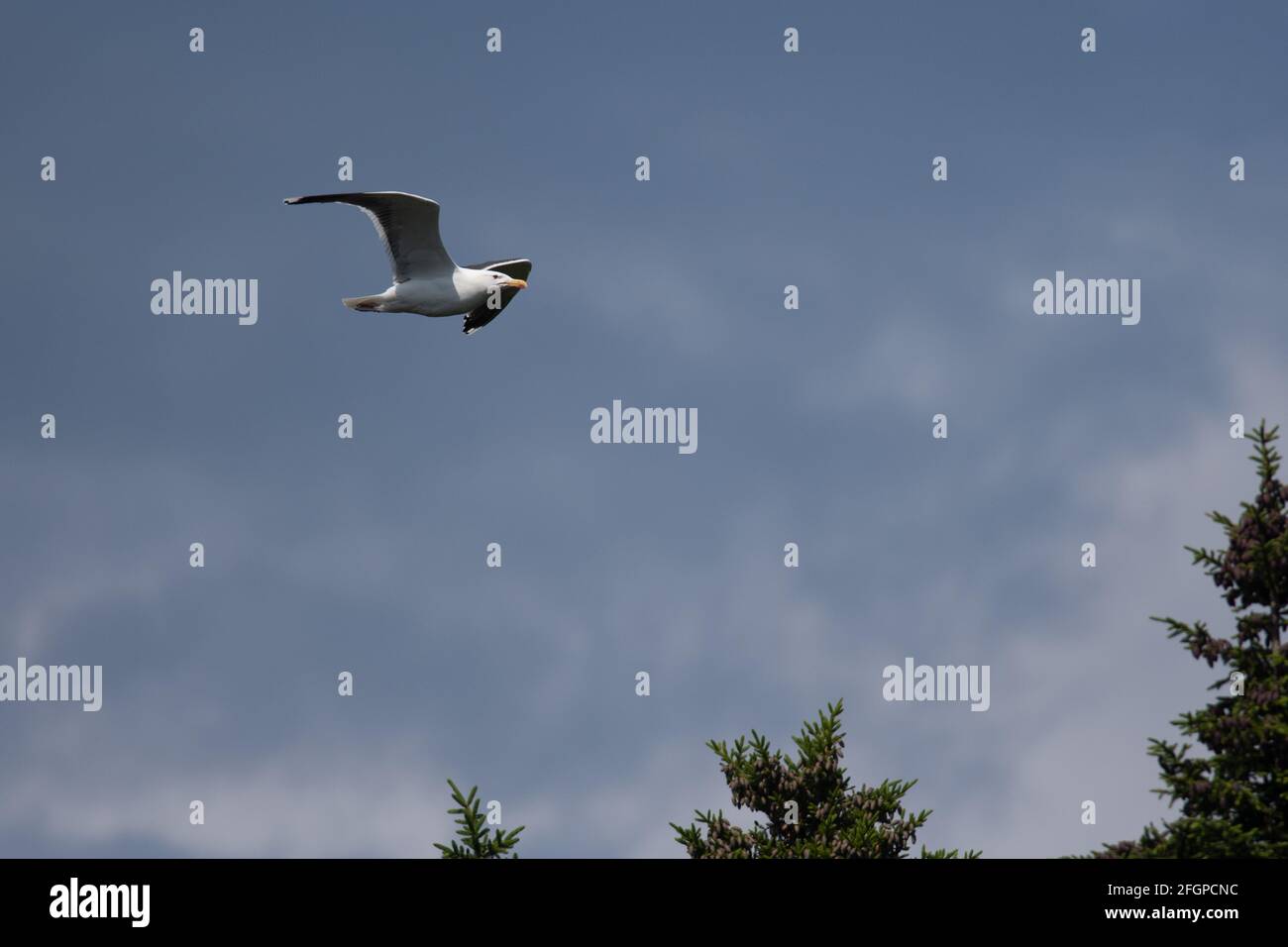 Gull flying through the sky Stock Photo - Alamy