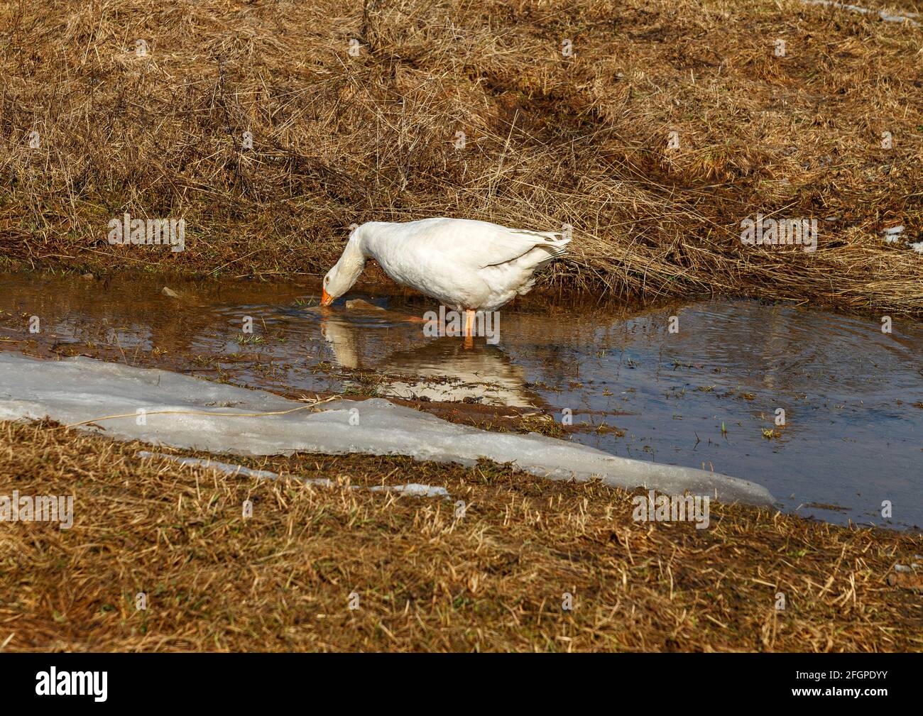 Bird drinking water from puddle animal wildlife hi-res stock ...
