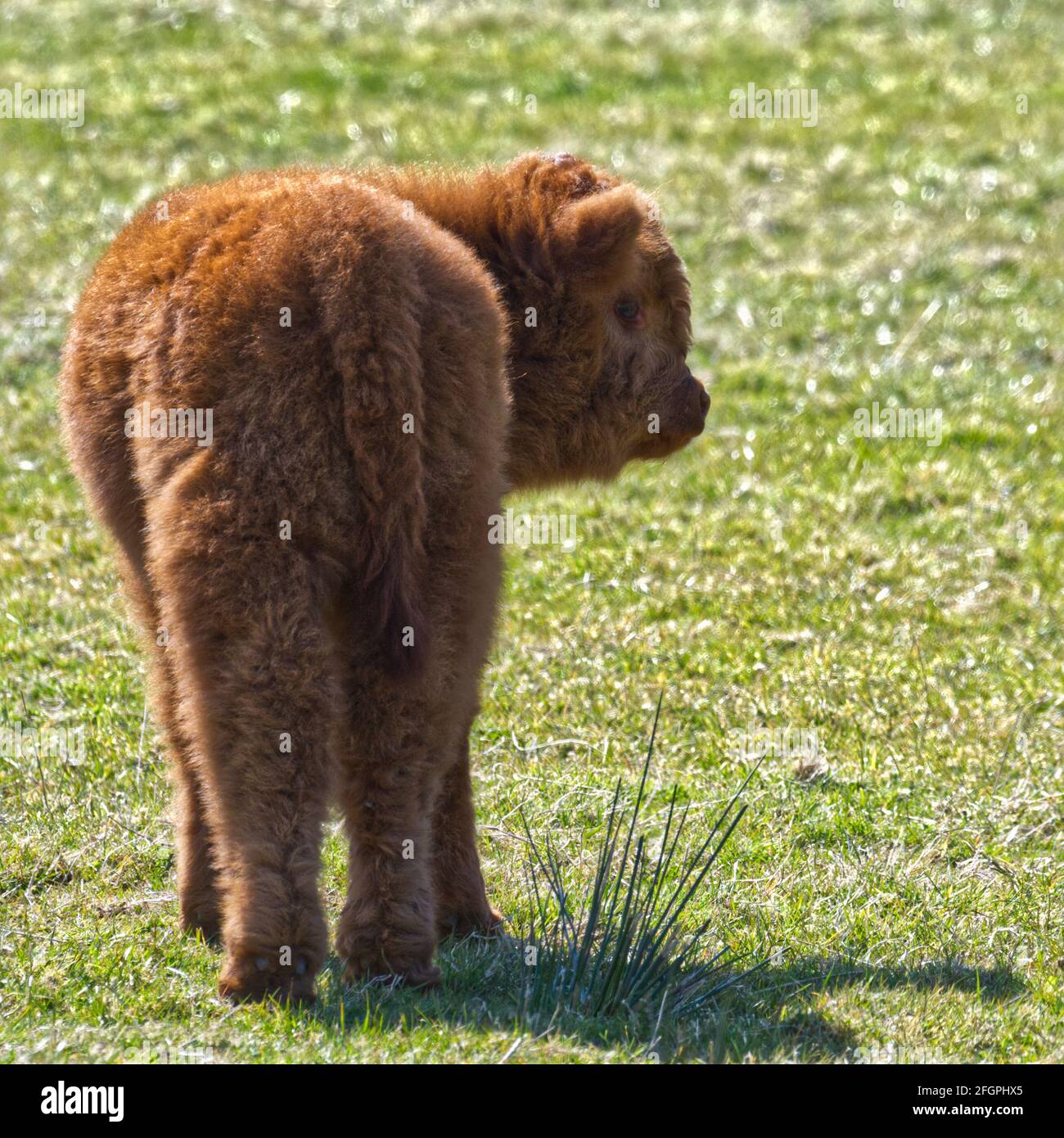Two scottish highlanders hi-res stock photography and images - Alamy