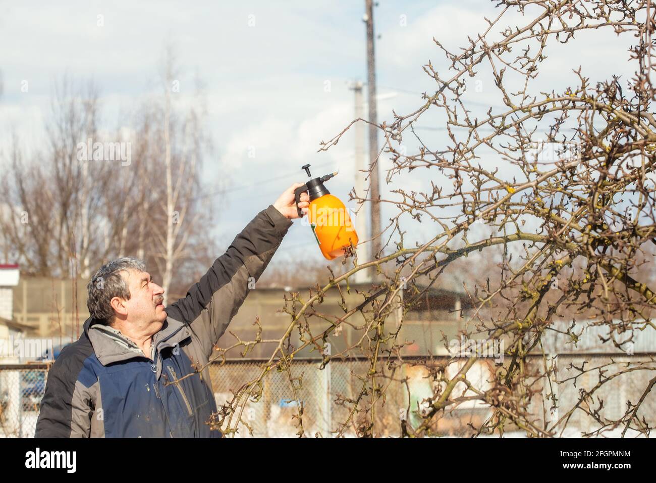 An elderly man is treating bushes and trees in the garden with a ...