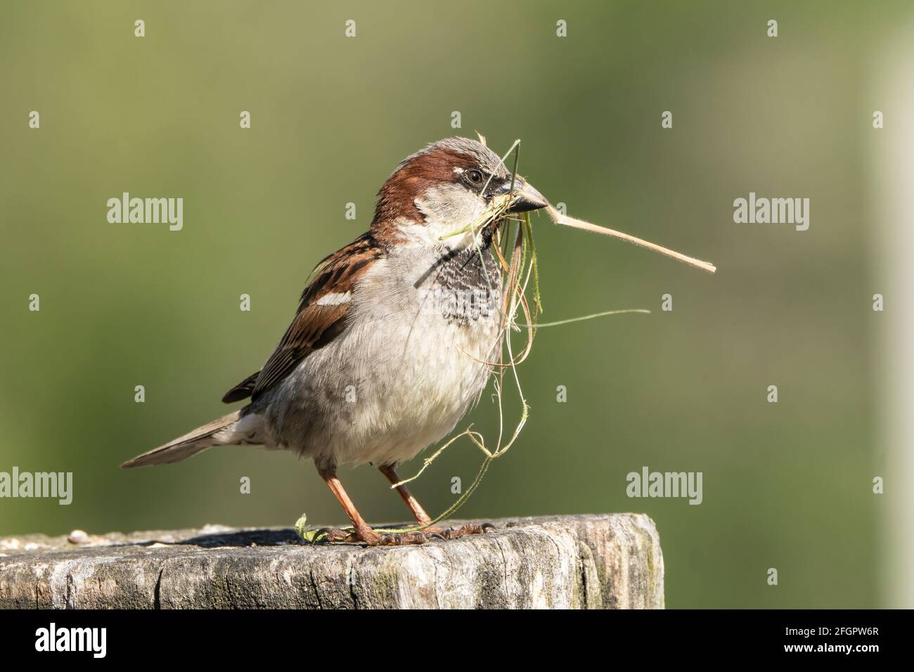 Sparrow Nest Building High Resolution Stock Photography and Images - Alamy