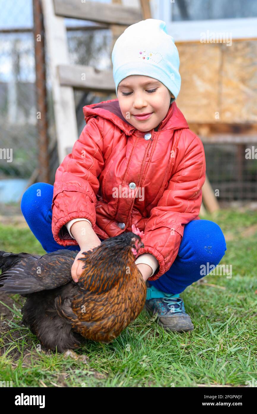 cute little seven year old kid girl holding in hands a brown chicken in ...