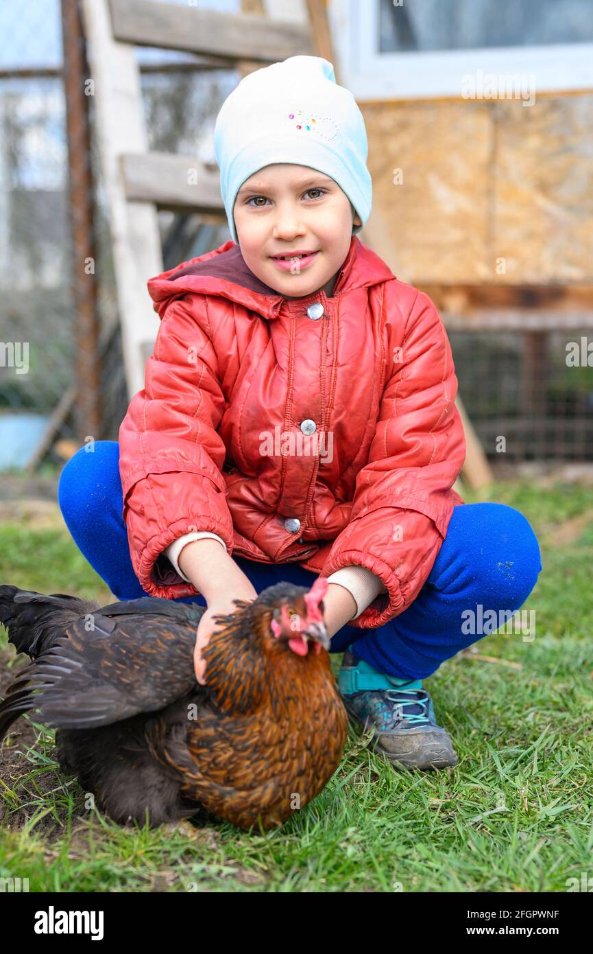 cute little seven year old kid girl holding in hands a brown chicken in ...