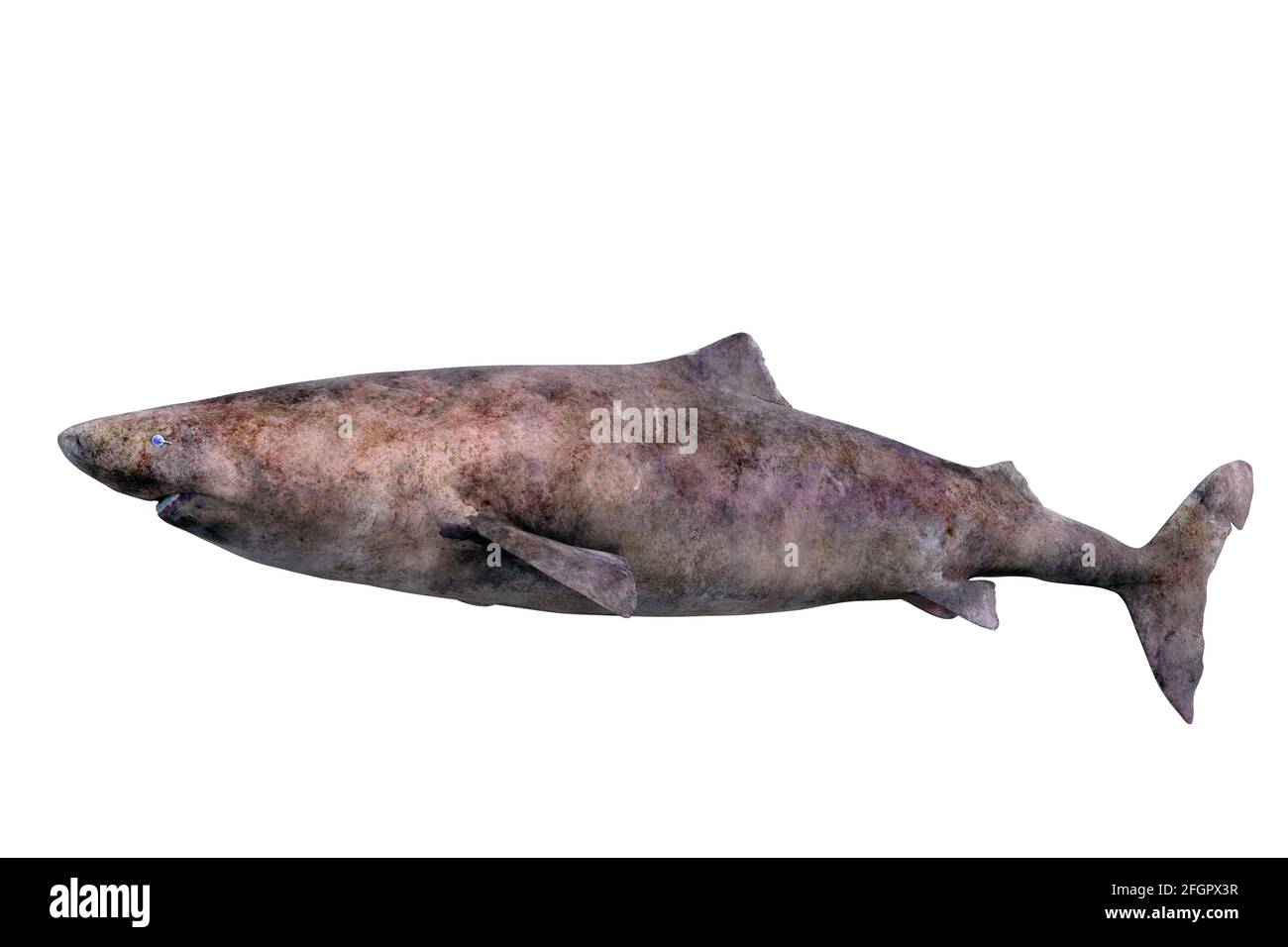 Greenland shark, microcephalus somniosus, on white background Stock ...