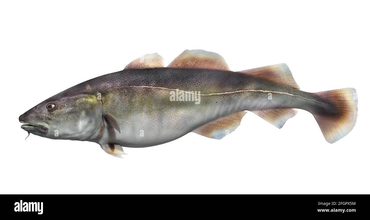 Atlantic cod sea Cut Out Stock Images & Pictures - Alamy