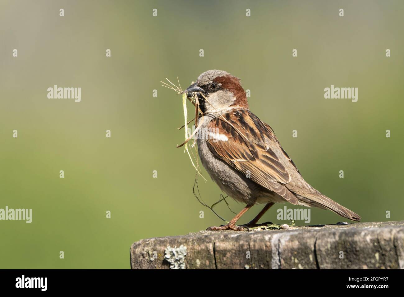 Sparrow Nest Building High Resolution Stock Photography and Images - Alamy