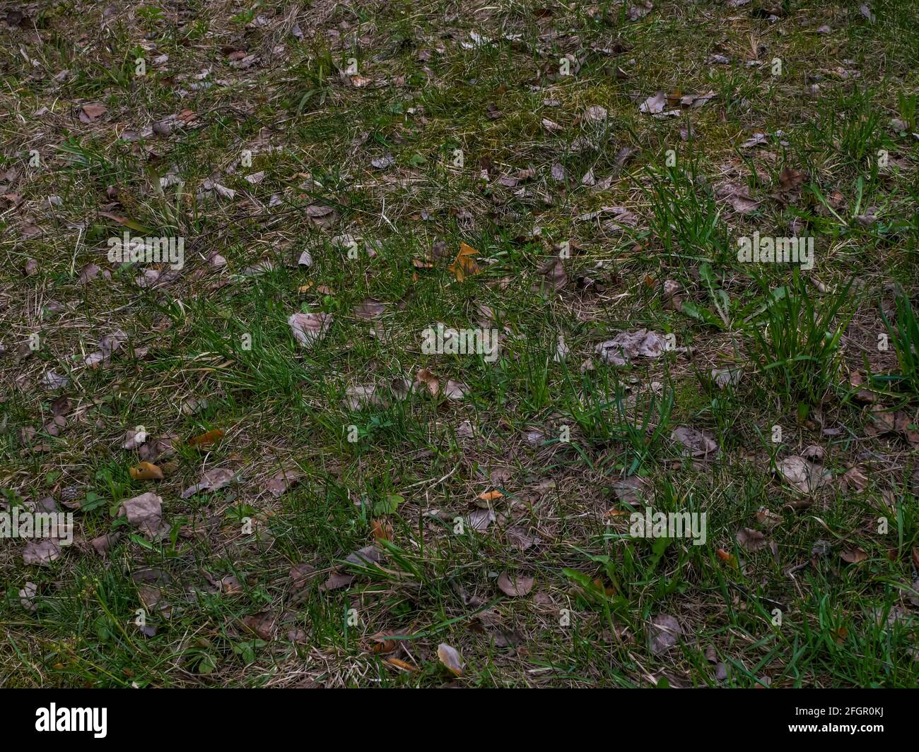 Forest ground with green moss and grass texture. background of leaves ...