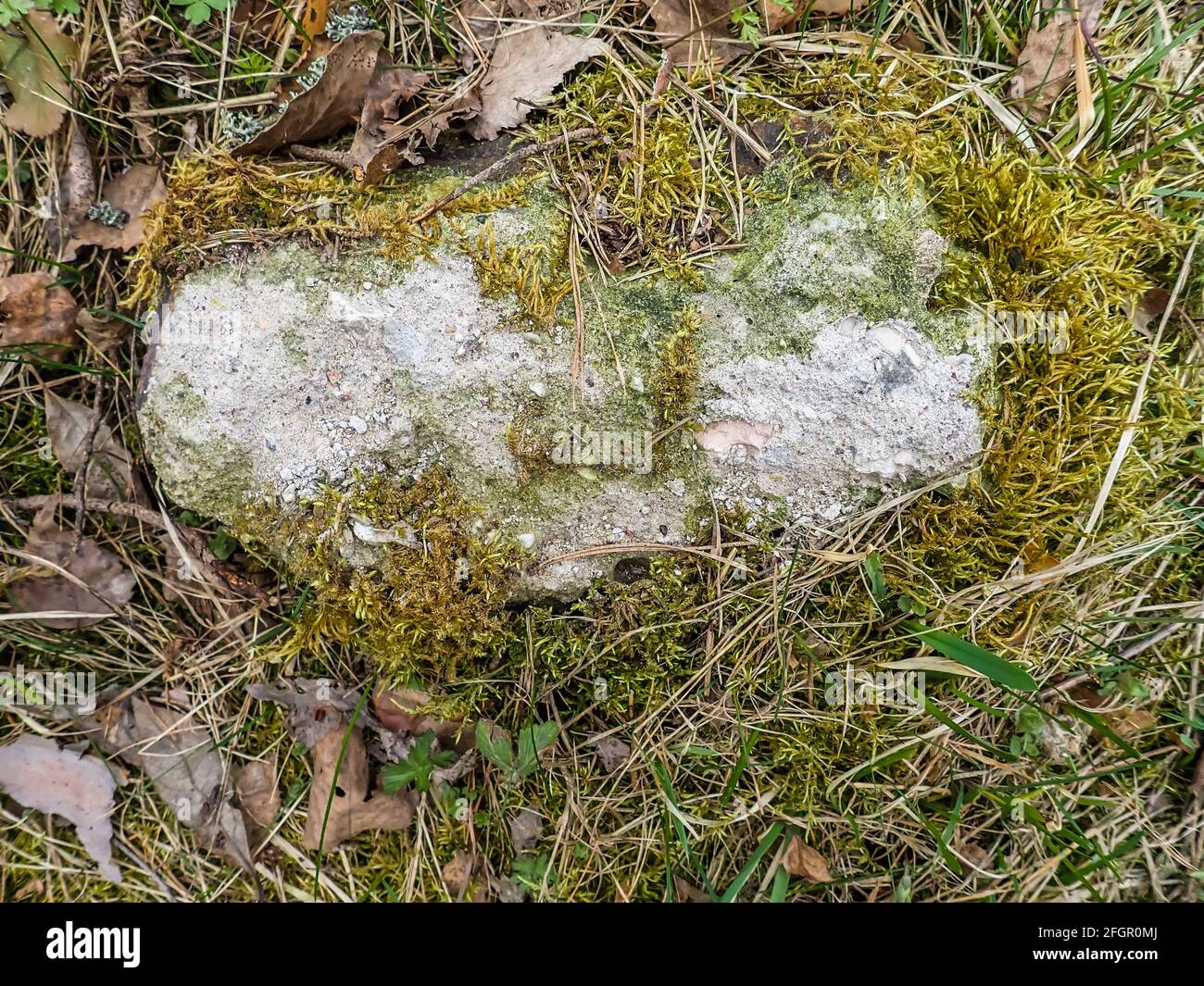 Forest ground with green moss and grass texture. background of leaves ...