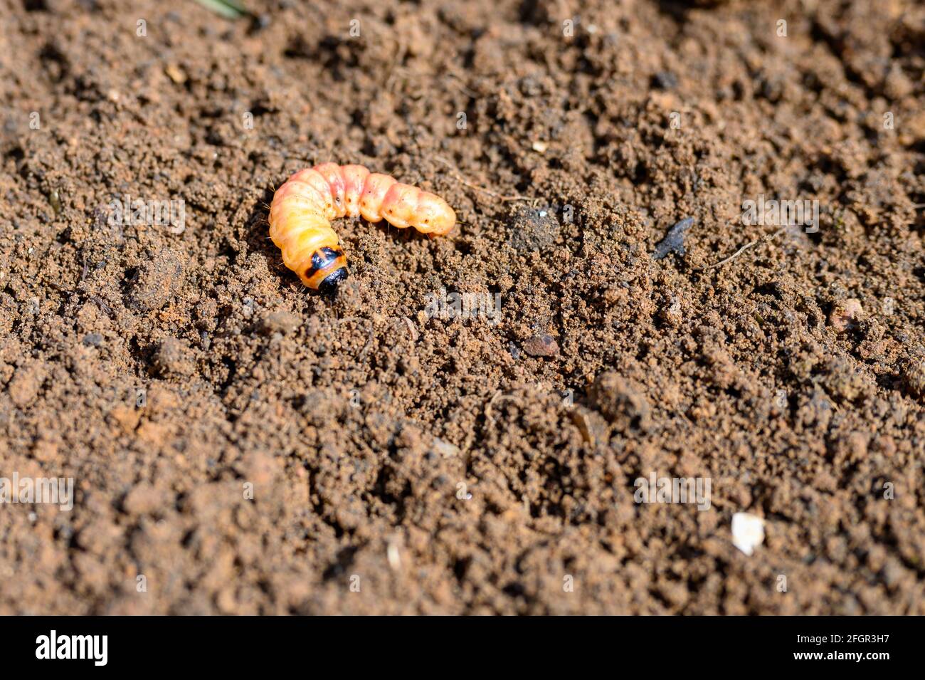 cossus cossus caterpillar of a wood worm odorous or willow insect pest ...