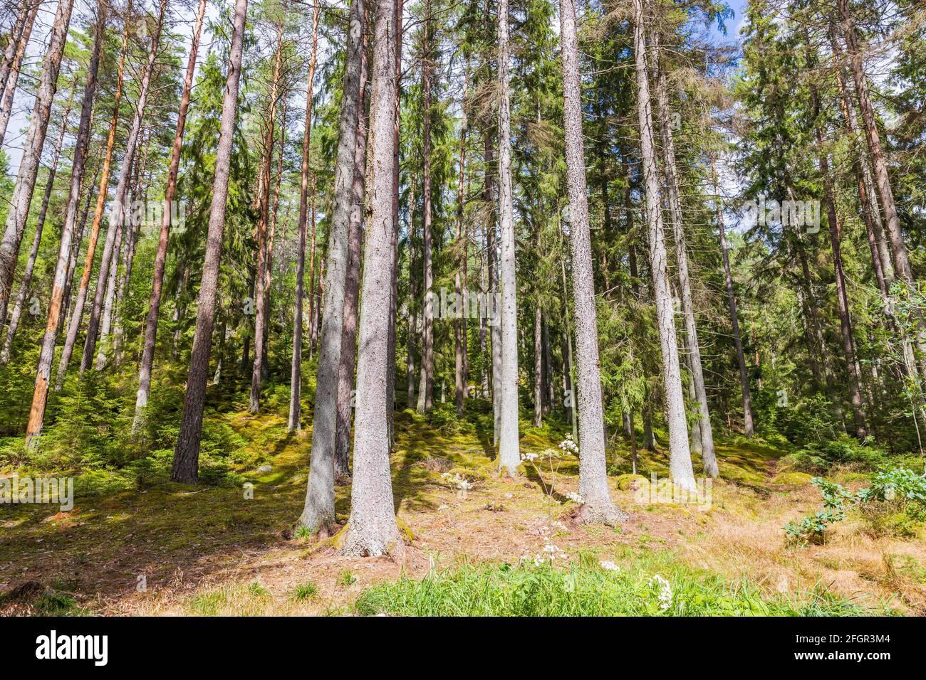 Beautiful nature forest landscape view. Path between tall trees. Sweden ...