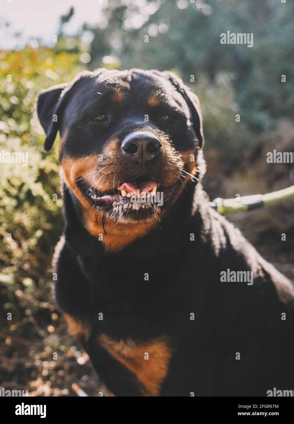 Are Rottweiler Good Hunting Dogs