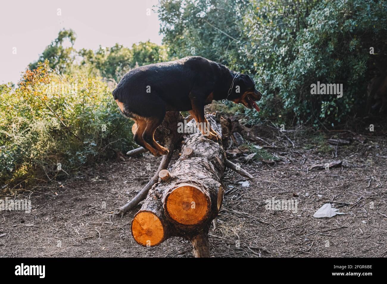A purebred rottweiler dog jumping a log in the woods Stock Photo - Alamy