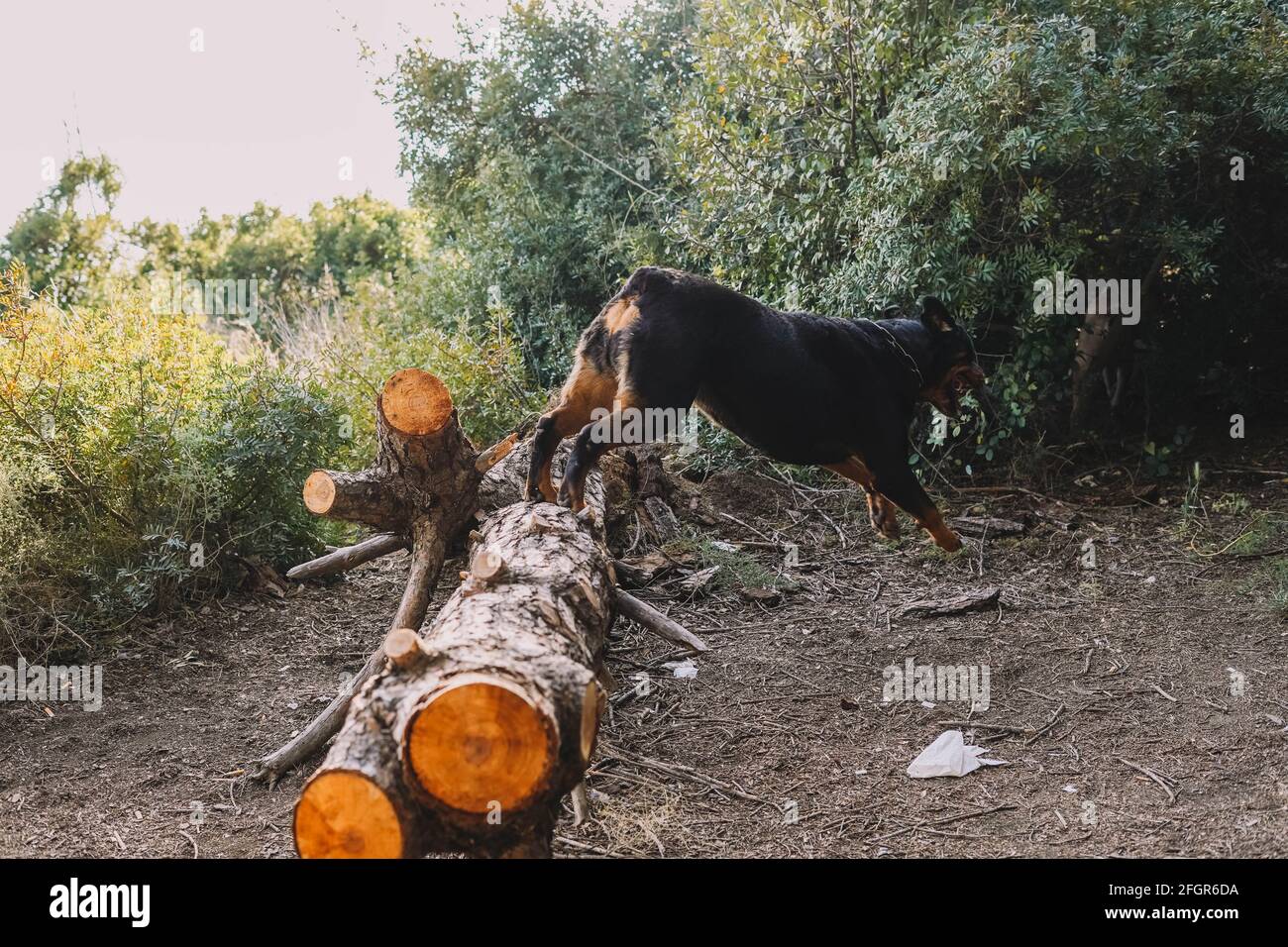 A purebred rottweiler dog jumping a log in the woods Stock Photo - Alamy