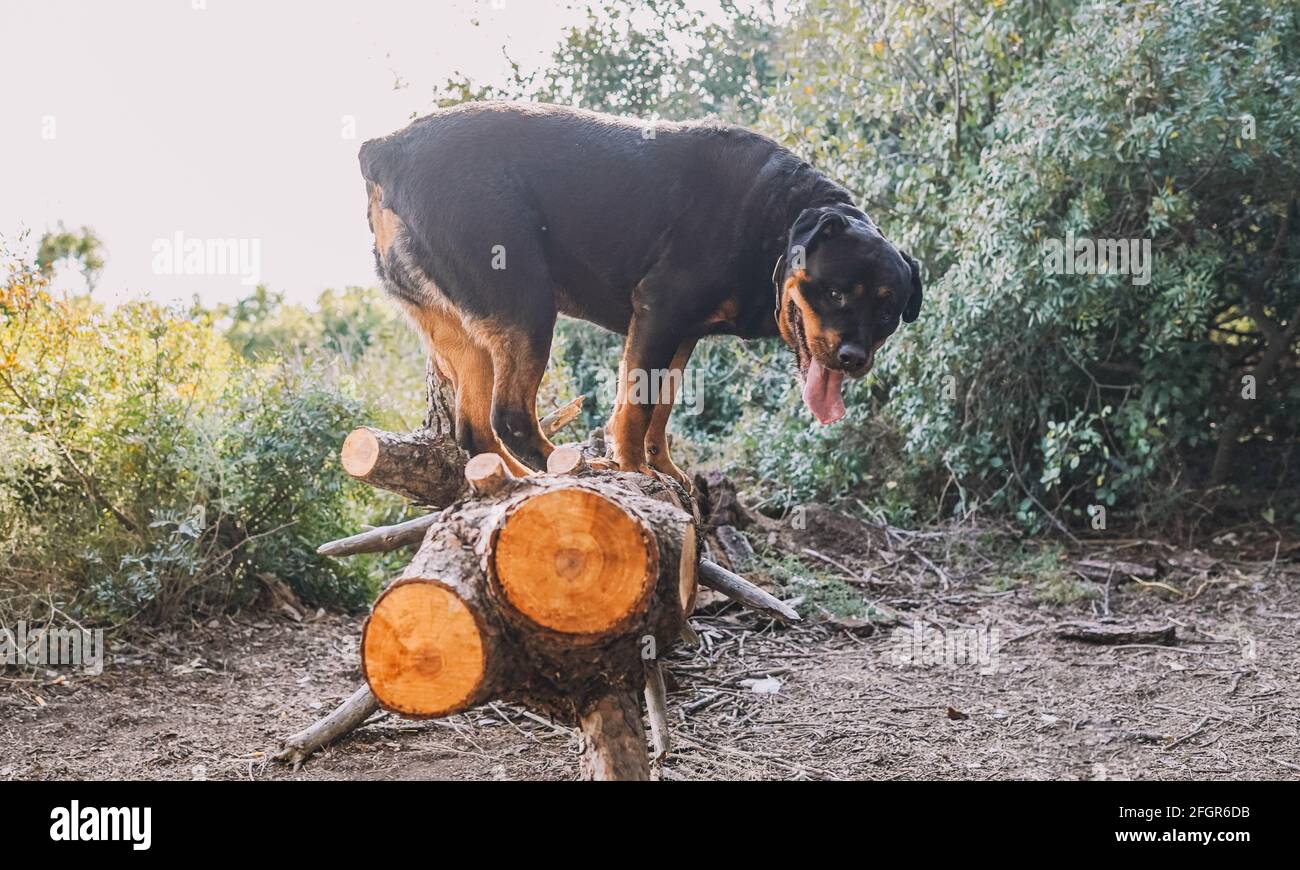 A purebred rottweiler dog jumping a log in the woods Stock Photo - Alamy