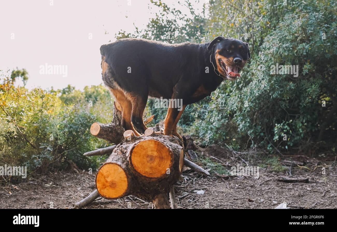 A purebred rottweiler dog jumping a log in the woods Stock Photo - Alamy
