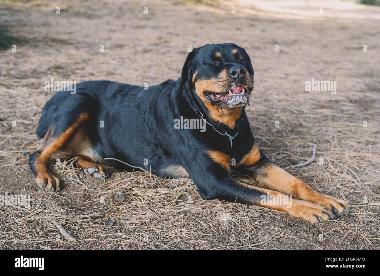 Rottweiler breed dog resting lying down in the forest Stock Photo - Alamy