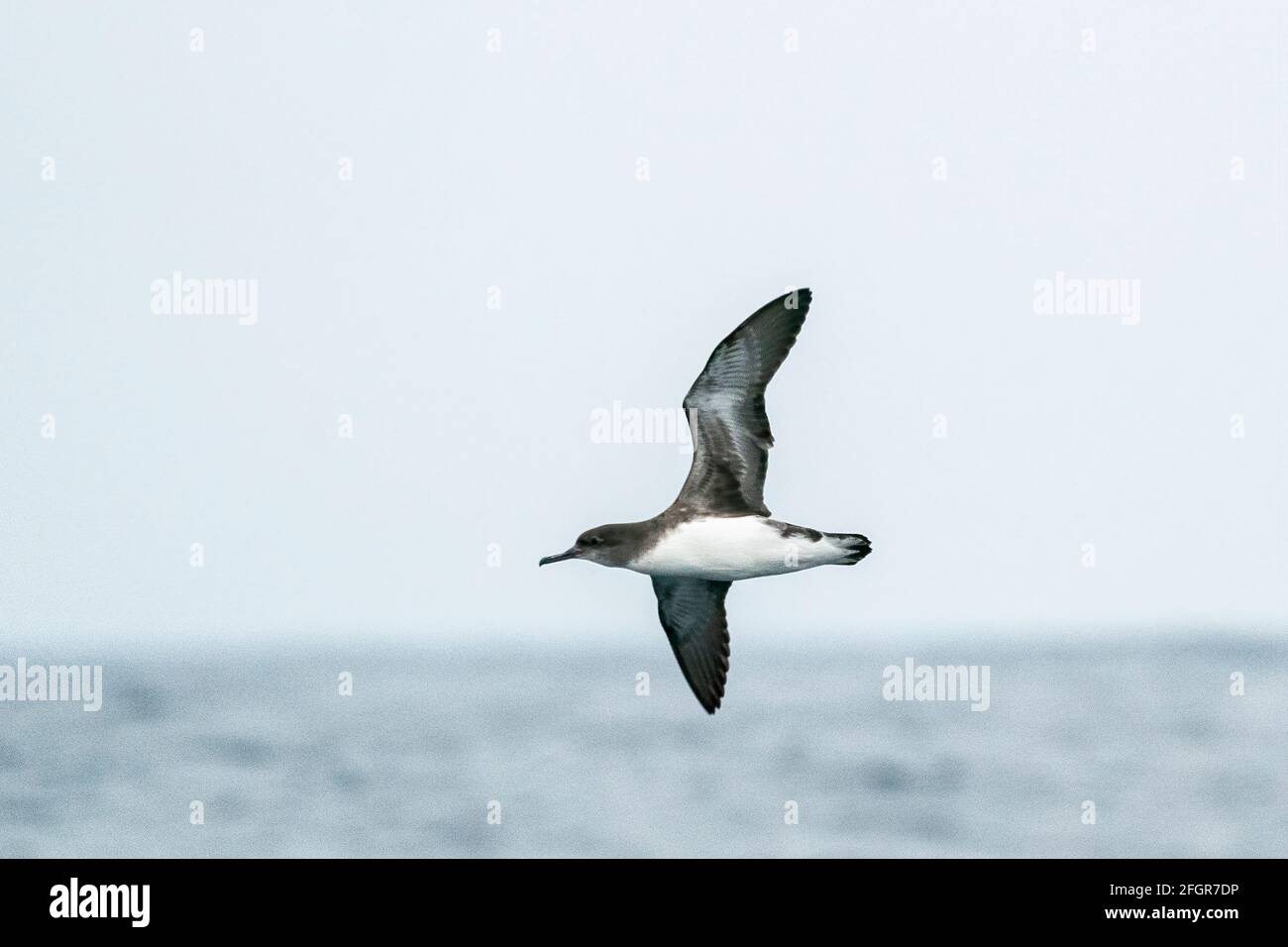 Hutton's shearwater, Puffinus huttoni, single adult flying over the ...