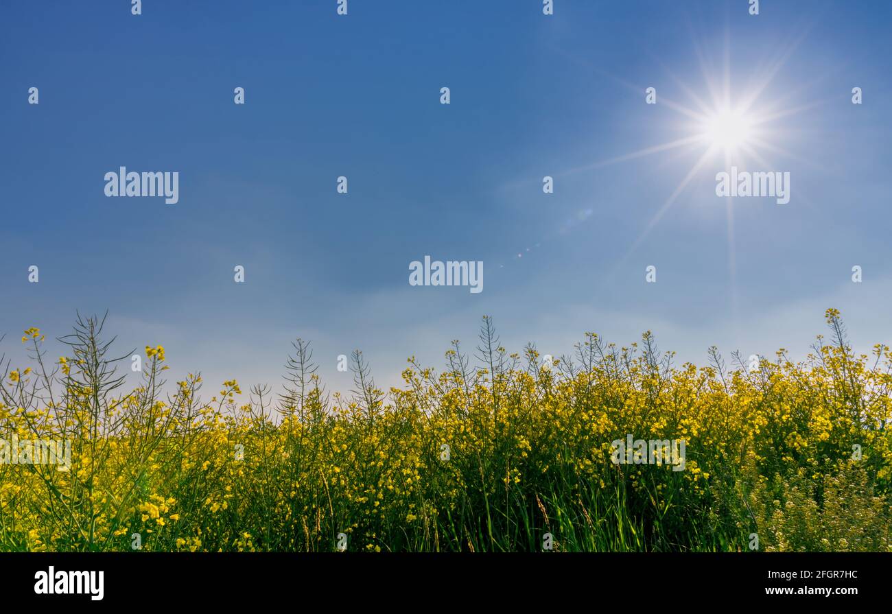 yellow blooming rapeseed field on blue sky with Sun rays, text space, banner Stock Photo - Alamy