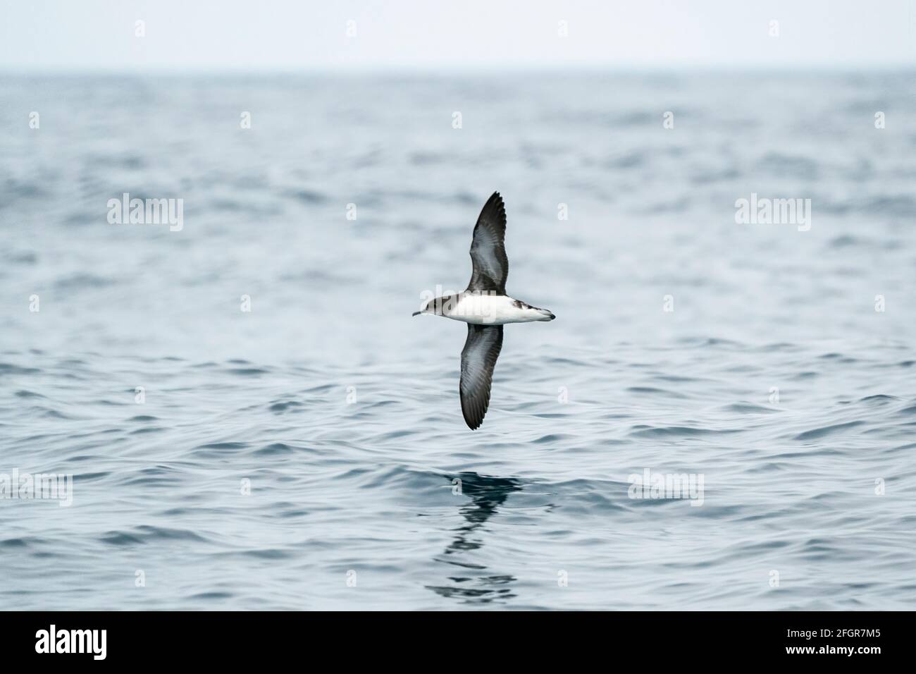 Huttons shearwater bird hi-res stock photography and images - Alamy