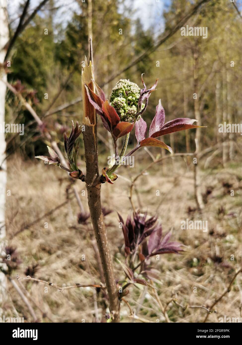 A vertical shot of elderberry buds in the field under sunlight Stock ...