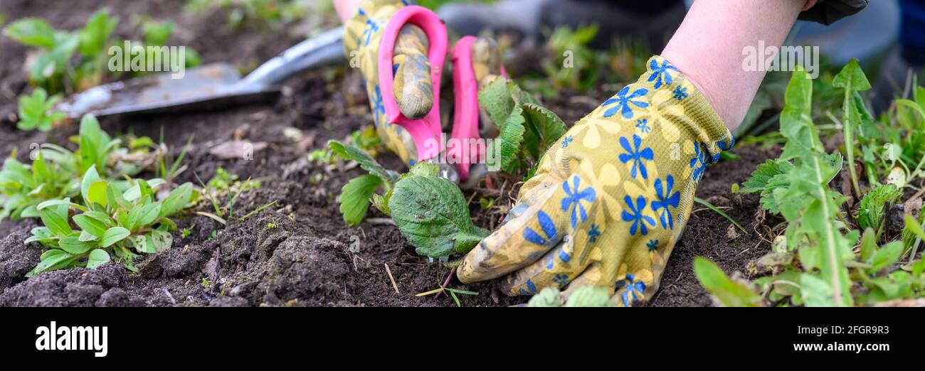 spring pruning and weeding of strawberry bushes. women's hands in ...