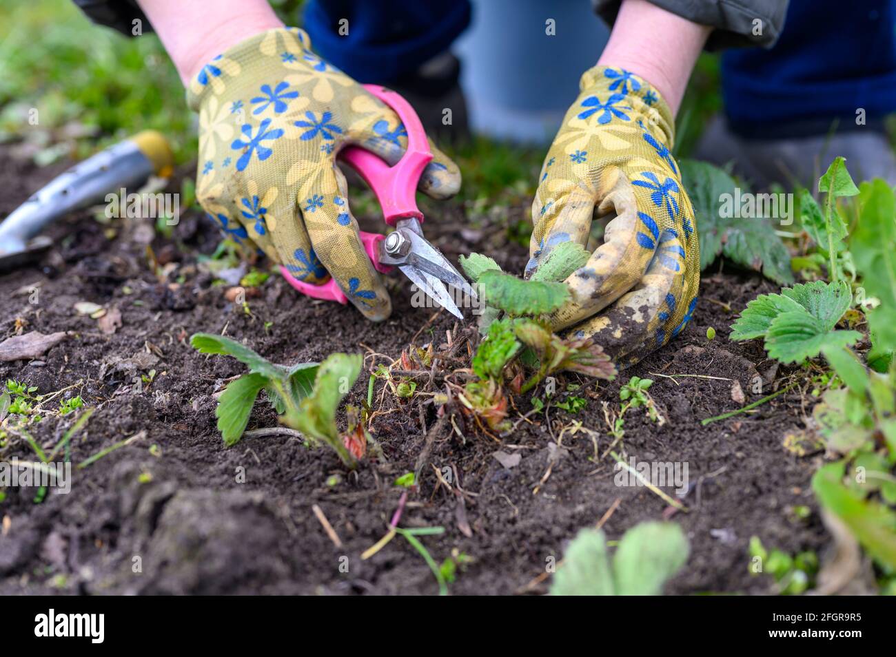spring pruning and weeding of strawberry bushes. women's hands in ...