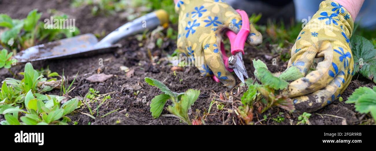 spring pruning and weeding of strawberry bushes. women's hands in ...