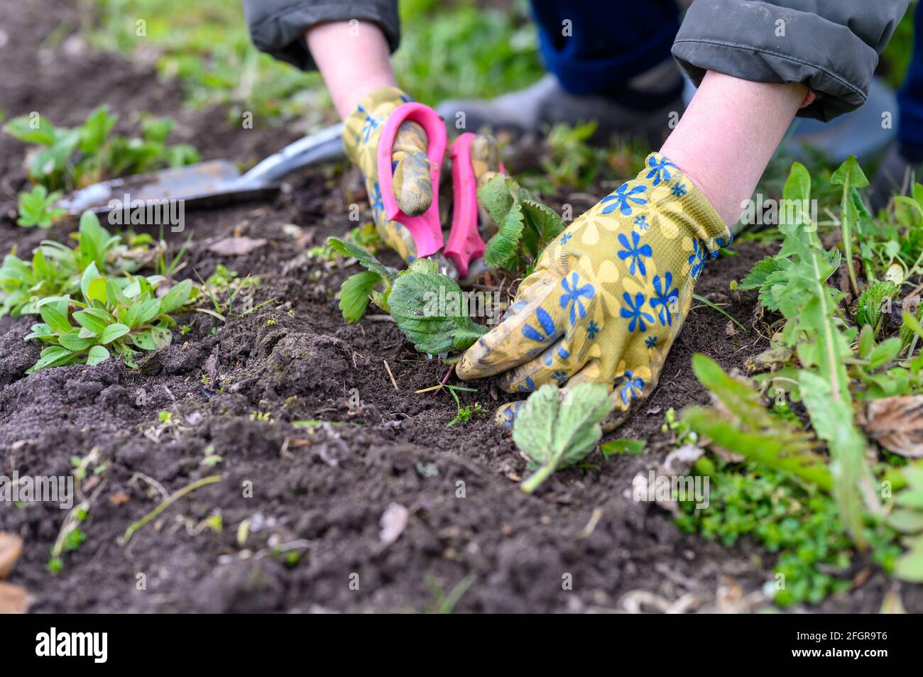 spring pruning and weeding of strawberry bushes. women's hands in ...