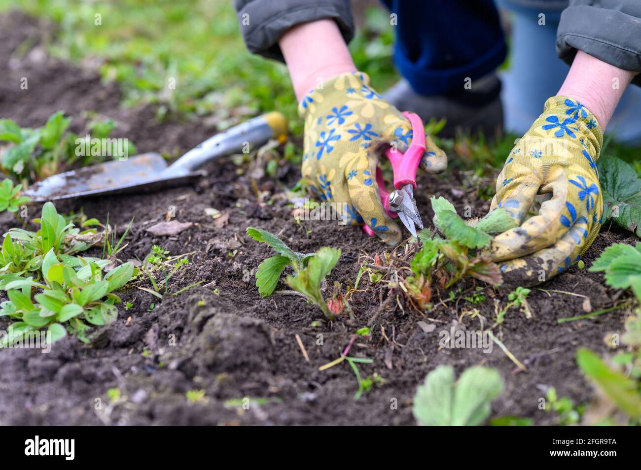 spring pruning and weeding of strawberry bushes. women's hands in ...
