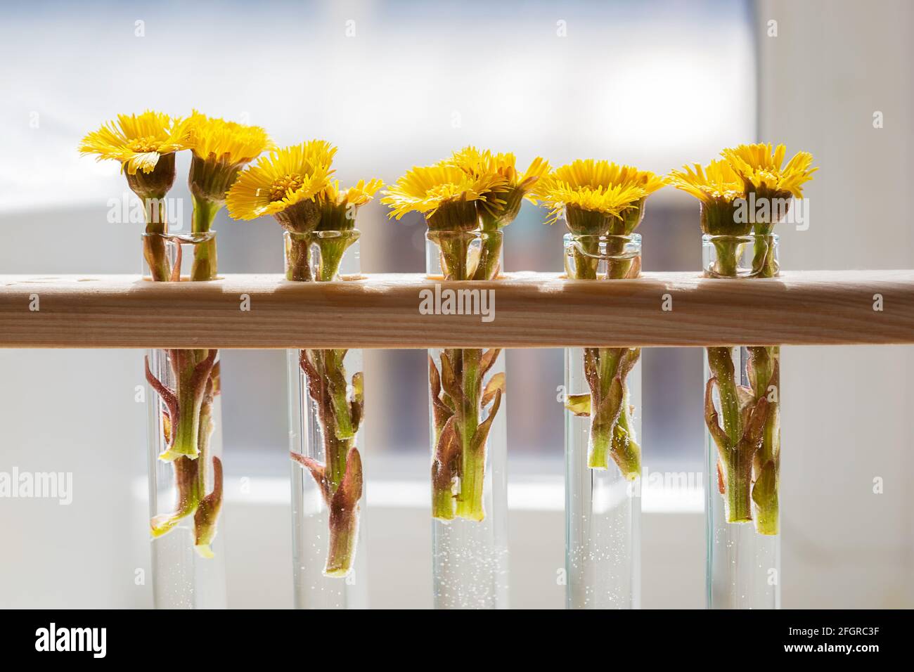 Yellow coltsfoot flower or Tussilago farfara first spring flowers in ...