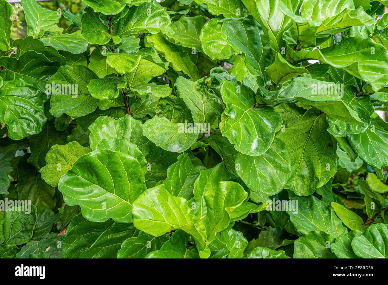 Tropical plant with shiny green foliage texture. Tropic leaves ...