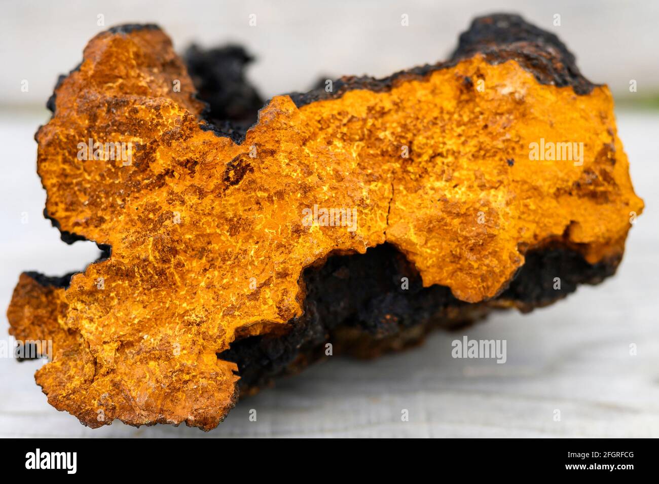 Chaga mushroom hi-res stock photography and images - Alamy