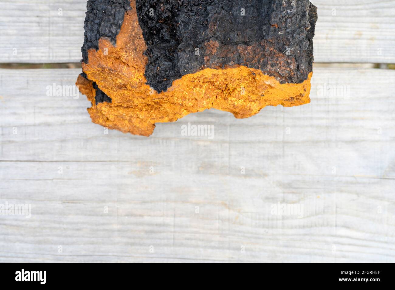 wild chaga mushroom birch tree fungus raw on a wooden background. space ...