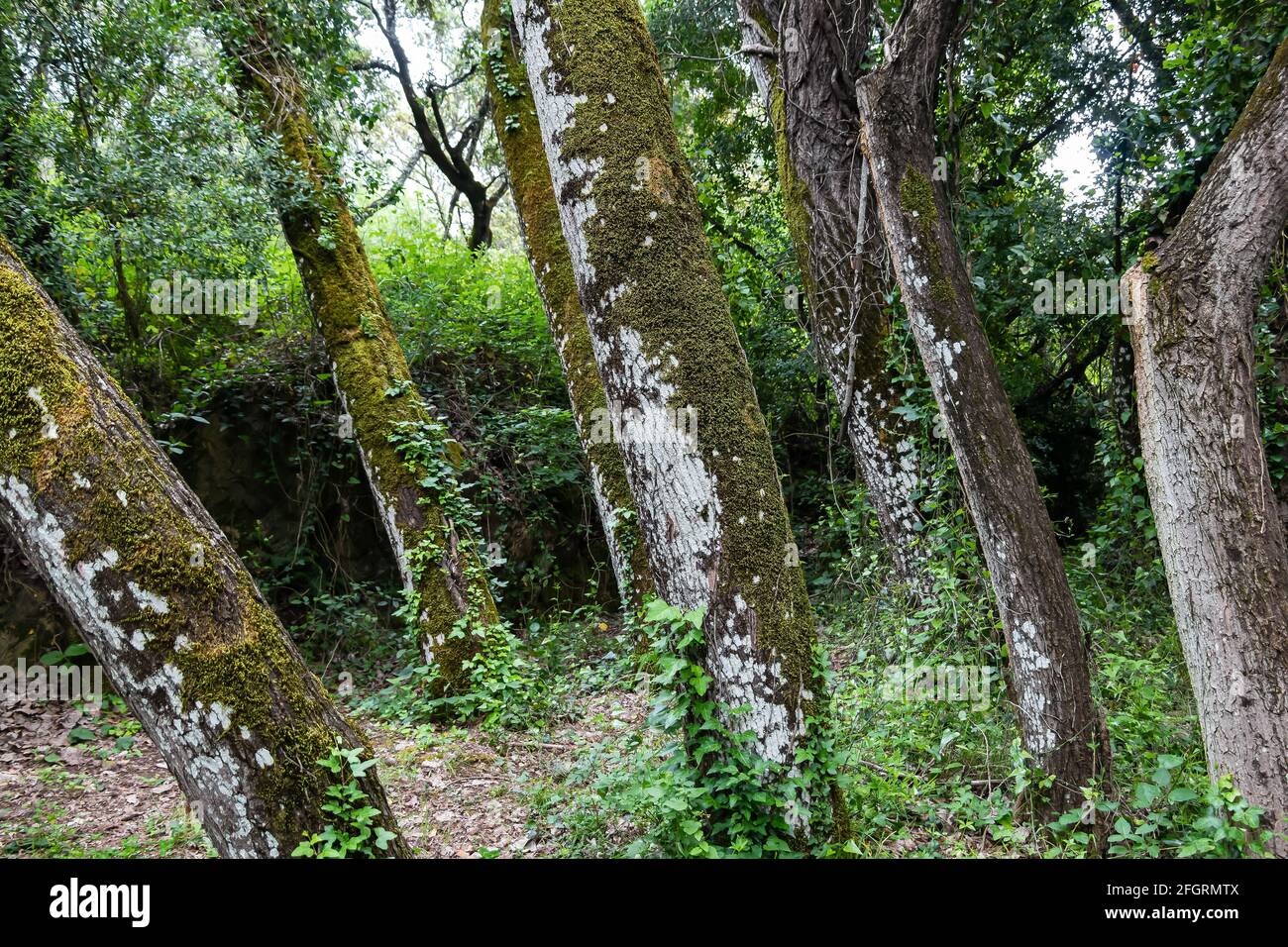 Moss side hi-res stock photography and images - Alamy