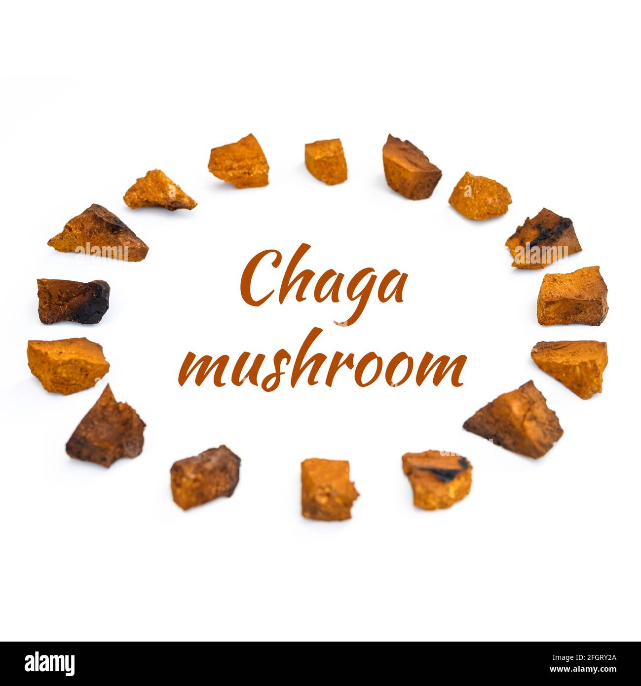 chaga mushroom. large sliced pieces of birch tree chaga fungus arranged ...