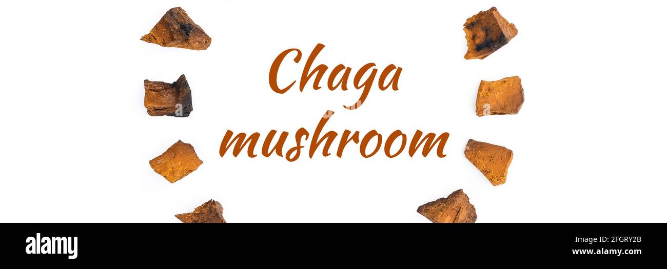 chaga mushroom. large sliced pieces of birch tree chaga fungus arranged ...