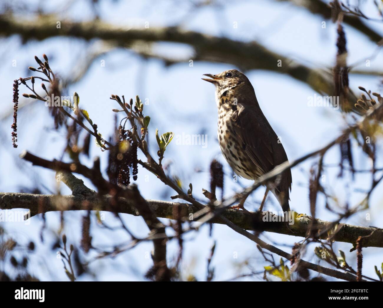 Singing tree hi-res stock photography and images - Alamy