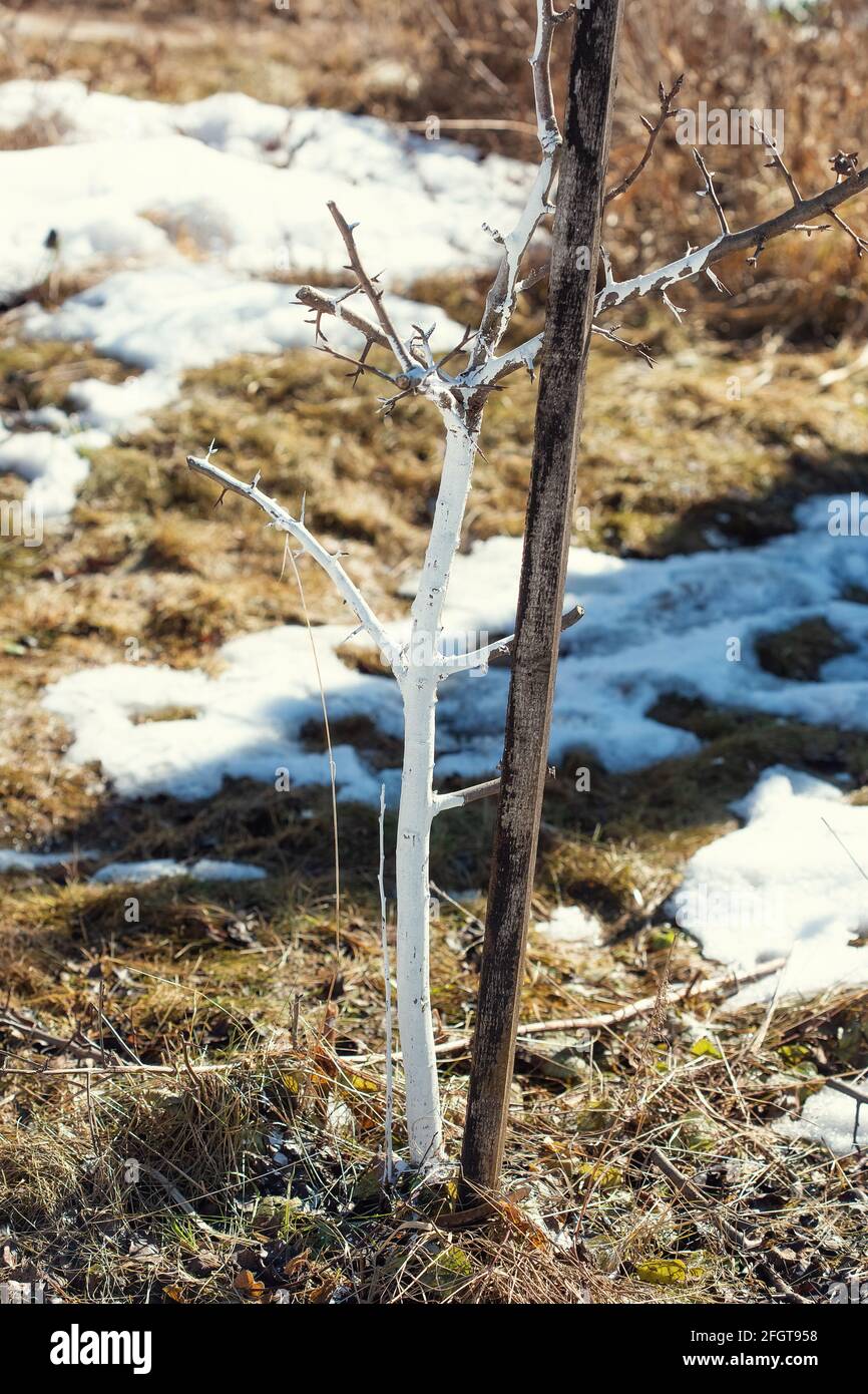 Apple or pear tree trunk covered with white paint whitewash to protect ...