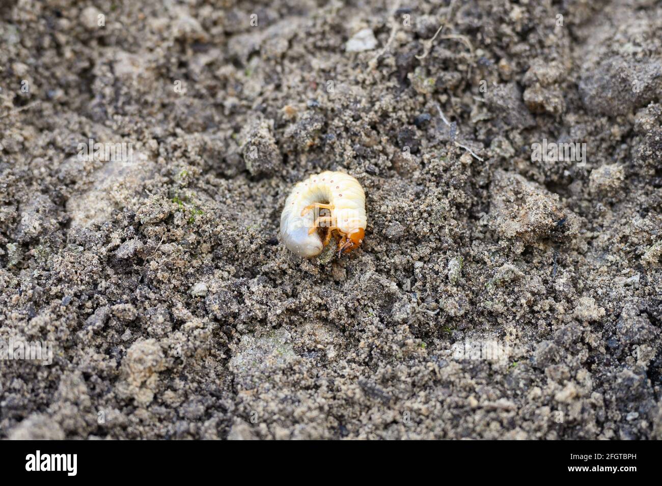 the larva of the may beetle or cockchafer bug on the loosened soil ...