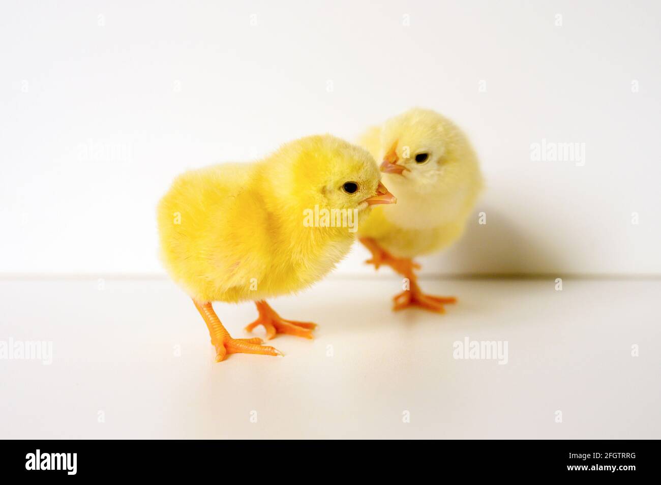 two cute little tiny newborn yellow baby chicks on white background ...