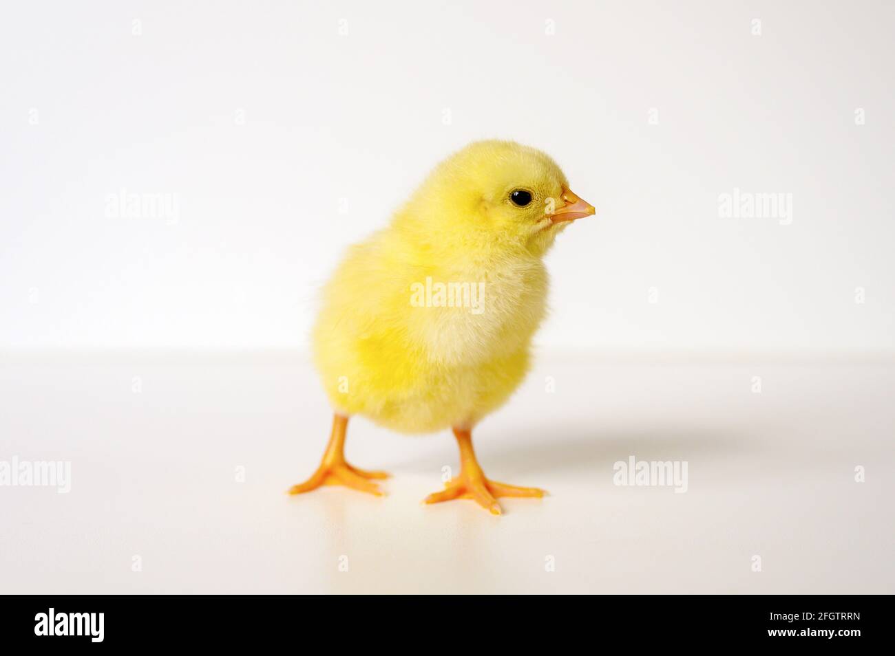 cute little tiny newborn yellow baby chick on white background Stock ...