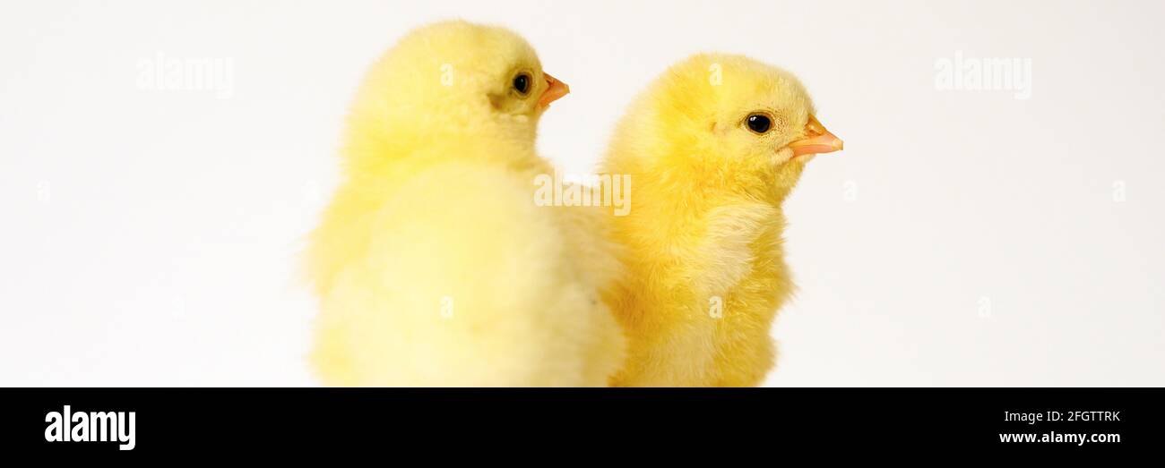 two cute little tiny newborn yellow baby chicks on white background ...