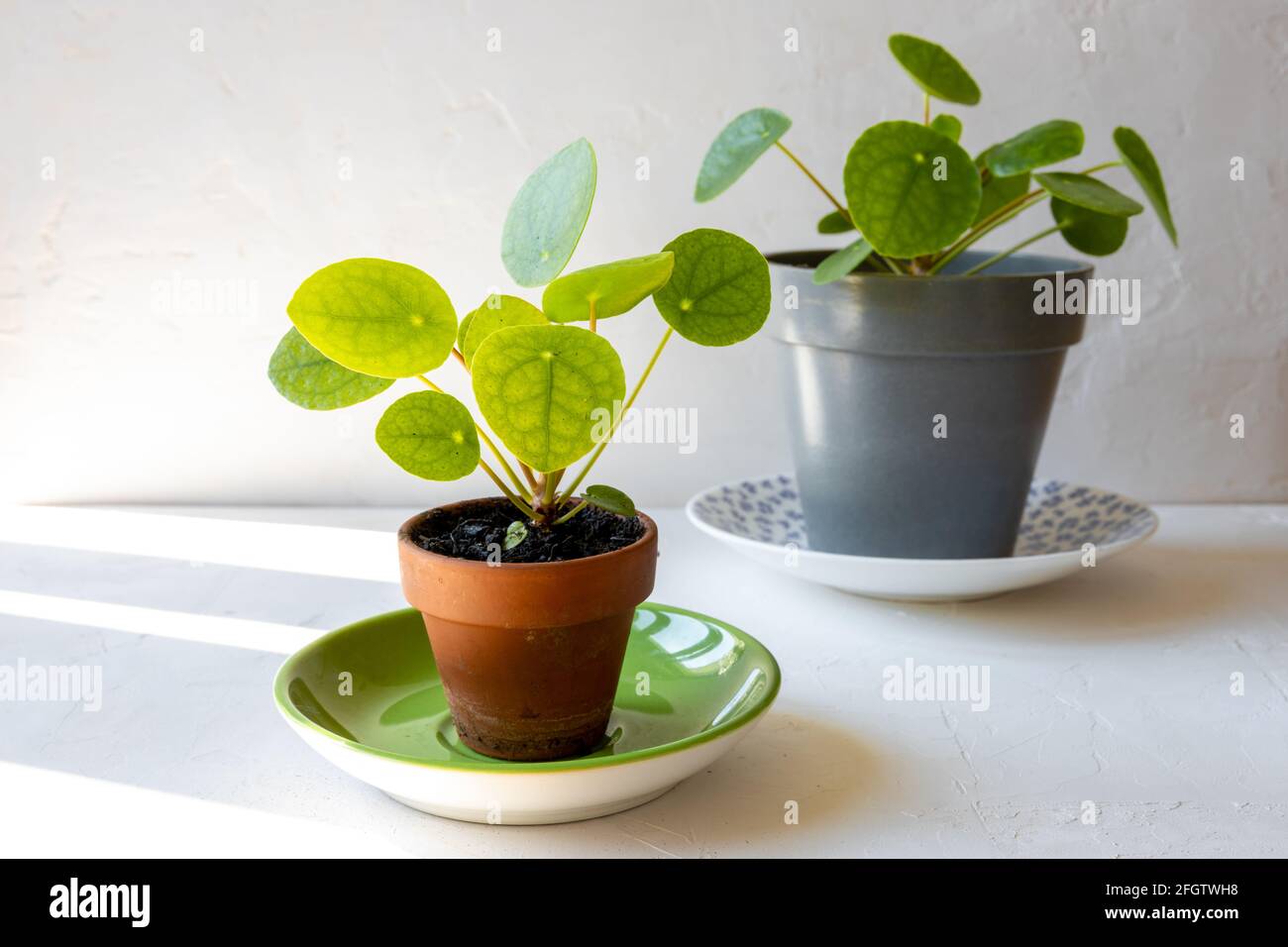 Two litte pilea or chinese money plants in a small terracotta pot and a ...