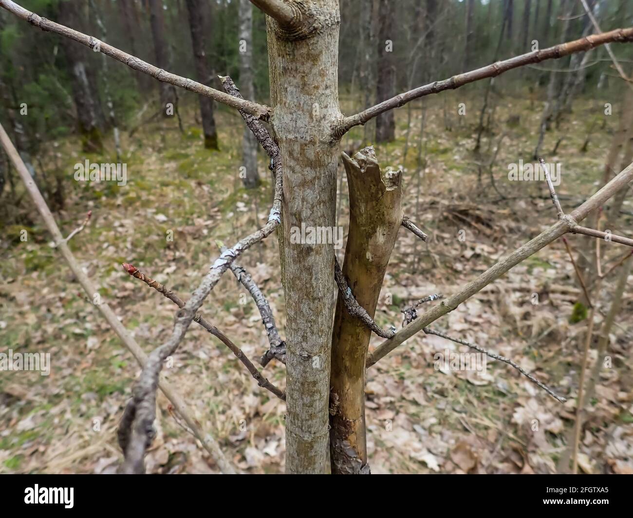 Storm damage. Toppled trees in the forest after a storm. Bokeh ...