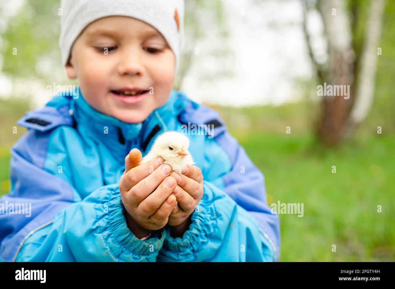 happy kid boy little farmer holds a newborn baby chicken in his hands ...