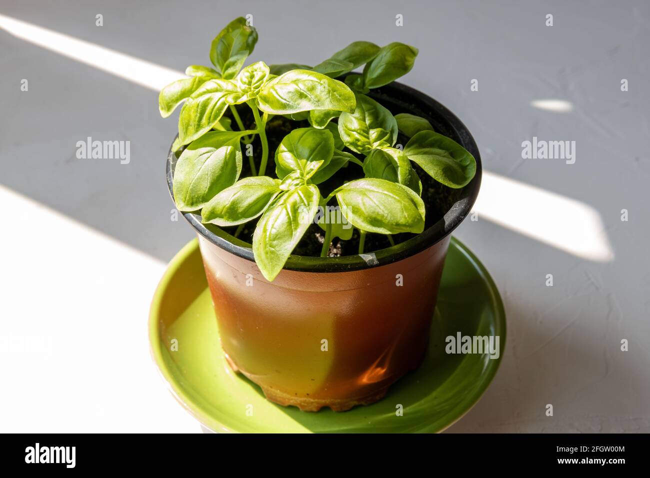 A pot of a young basil plant on a green plate on white background with ...