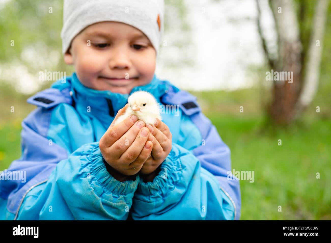 happy kid boy little farmer holds a newborn baby chicken in his hands ...