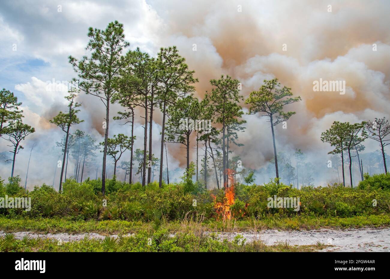 Prescribed burning florida hi-res stock photography and images - Alamy
