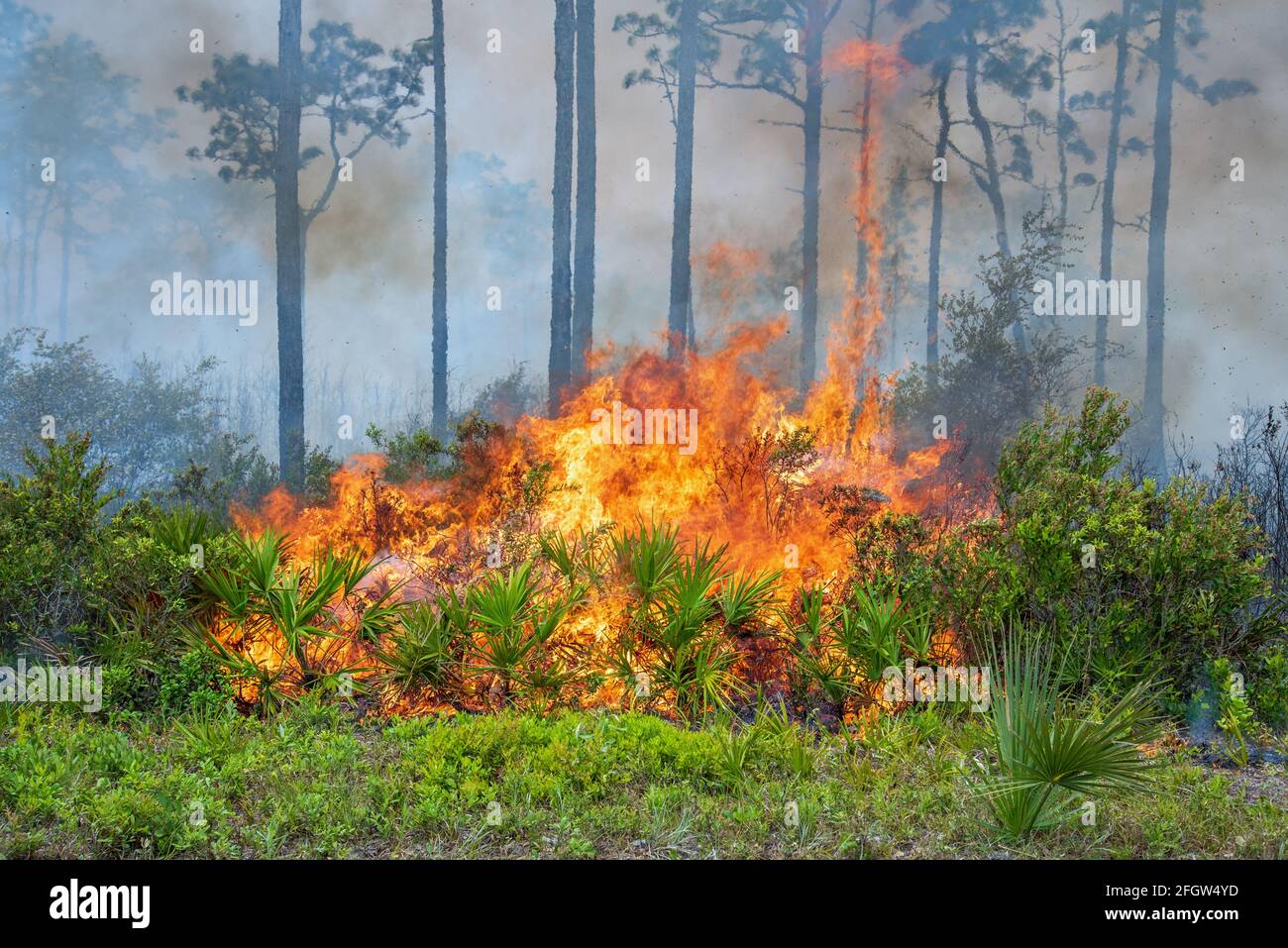 Prescribed burning florida hi-res stock photography and images - Alamy