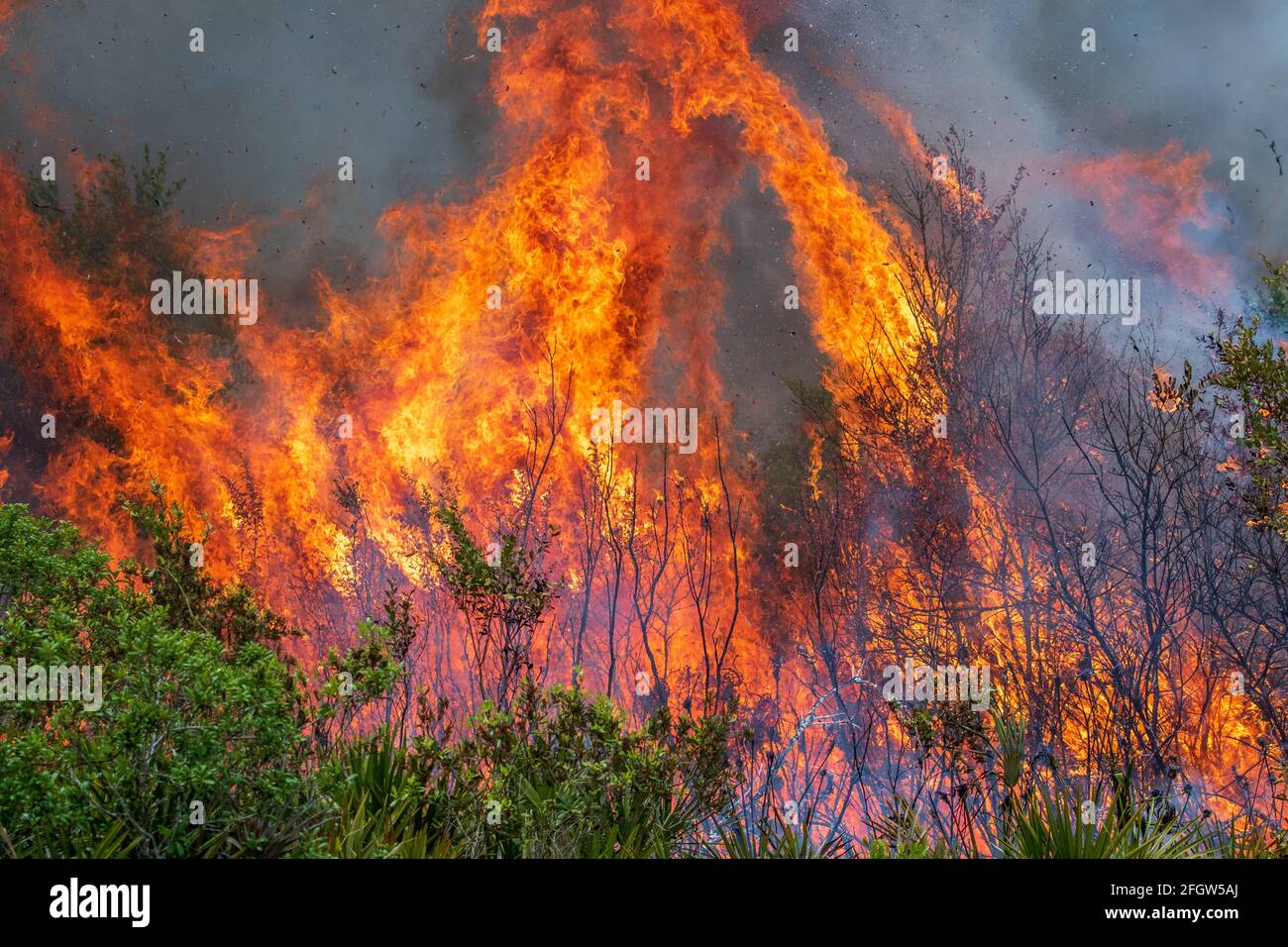 Prescribed burning florida hi-res stock photography and images - Alamy